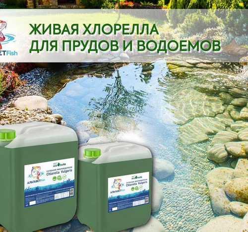 Хлорелла живая Альгавет Fish, канистра 5 л