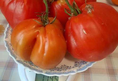Минусинские семена томатов