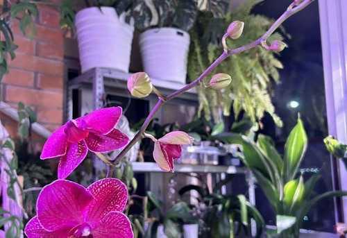 Орхидея фаленопсис монте карло