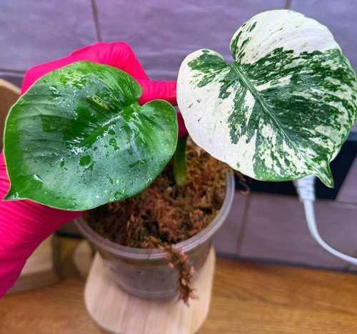 Monstera siam deliciosa