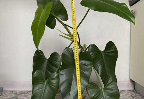 Филодендрон комнатное растение
