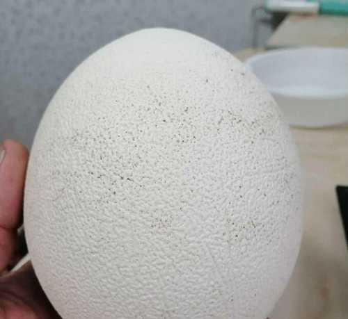 Скорлупа страусинного яйца