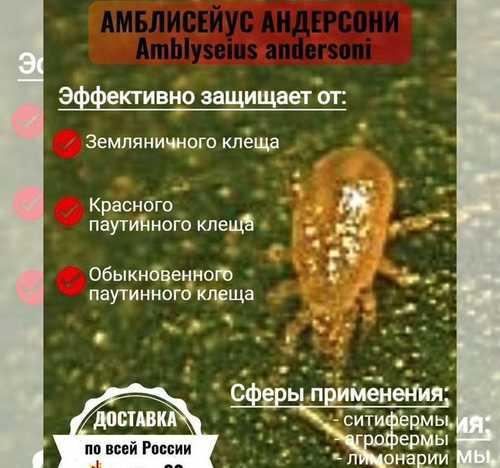 Амблисейус андерсони (Amblyseius andersoni)