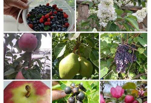 Растения для сада, груши, яблони, абрикосы, сливы