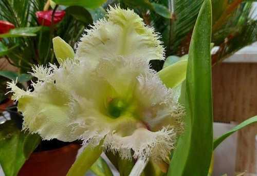 Орхидея катлея коллекционная
