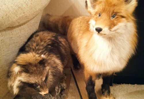 Чучело лисы и енотовидной собаки