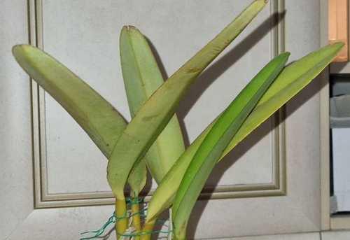 Орхидея Cattleya maxima Hector self