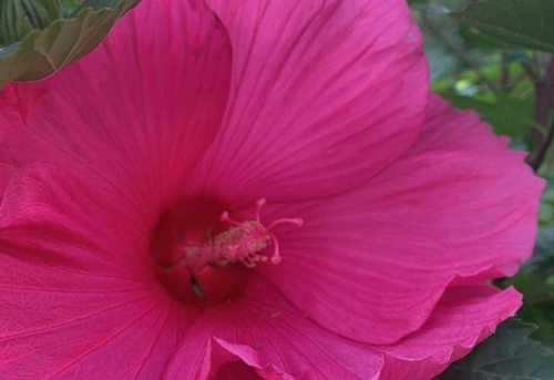Гибискус травянистый розовый