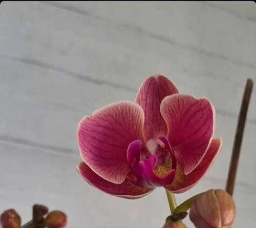 Орхидея фаленопсис. Цвет. Бордовый