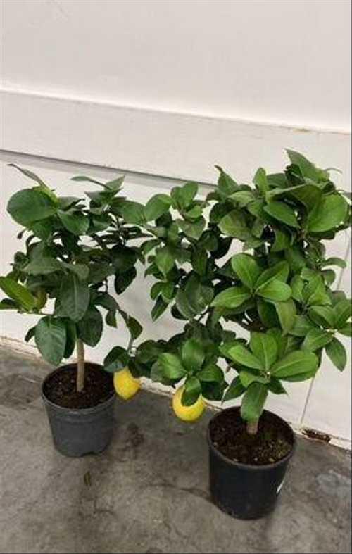 Комнатные цветы растения Лимонное дерево Н 75-80 с