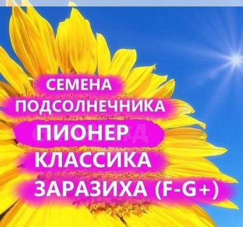 Семена подсолнечника п64бб01 Гибриды Пионер