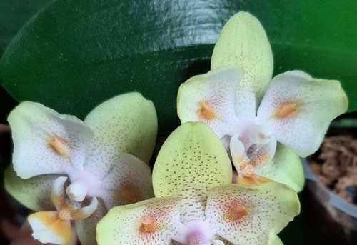 Орхидея фаленопсис Грин Бэтмен (бабочка)