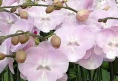 Орхидея Сакура биг лип