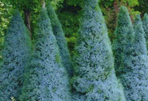 Picea glauca Sanders Blue 30см