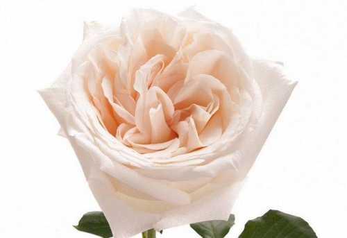 Пионовидная роза Вайт О'Хара, на праздник