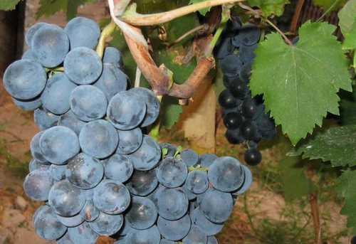 Виноград Пино нуар для прохладного климата