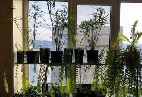 Комнатные растения для офиса и дома