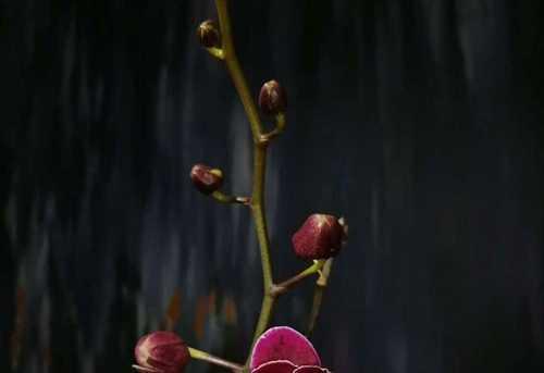 Орхидея каменная роза старого образца