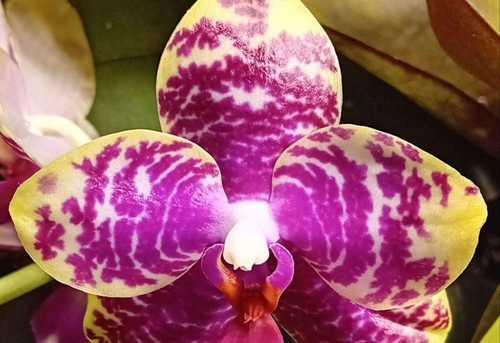 Орхидея фаленопсис Mituo Sun x Lyndon Grosbeak