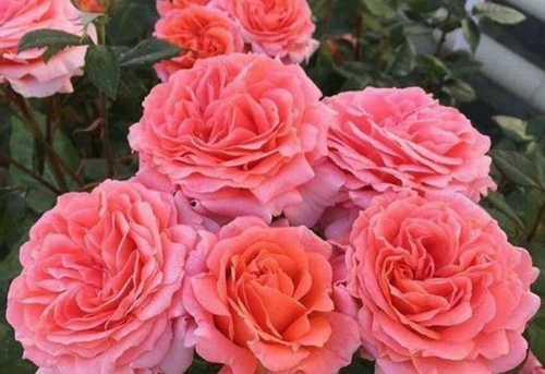 Саженцы роз Амур де Мулен
