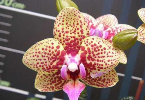 Орхидея Phal. YH05206