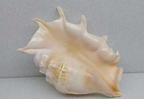 Ламбис Трунката 22,6 морская ракушка раковина