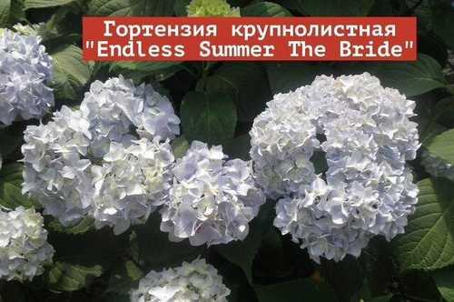 Гортензия крупнолистная Endless Summer The Bride К