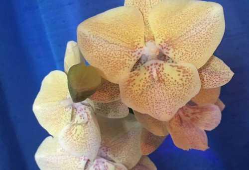 Орхидея фаленопсис биг лип Yellow Chameleon