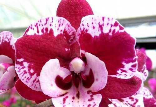 Орхидея Phal. SKB Black Lace