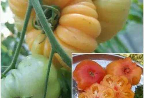 Семена коллекционного томата Мордовская красавица