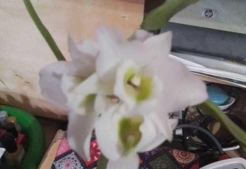 Орхидея Дендробиум ароматная