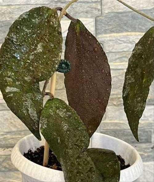 Хойя Hoya сaudata ервая-Big green leaves