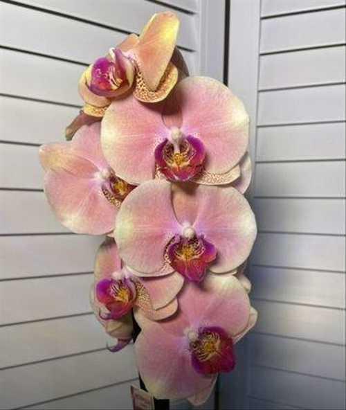 Орхидея фаленопсис Пёрфект Пич