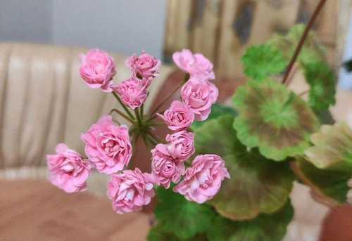 Герань пеларгония Swanland Australian Pink Rosebud