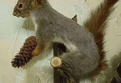 Чучело белки