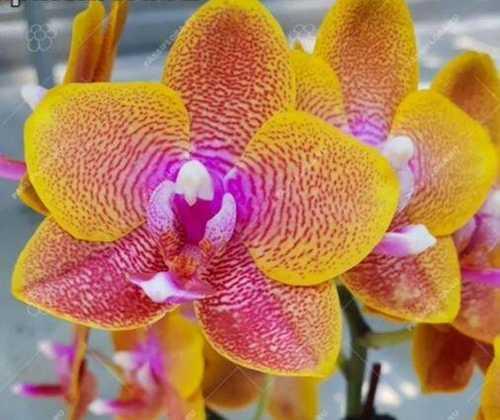 Орхидея SogoLawrence