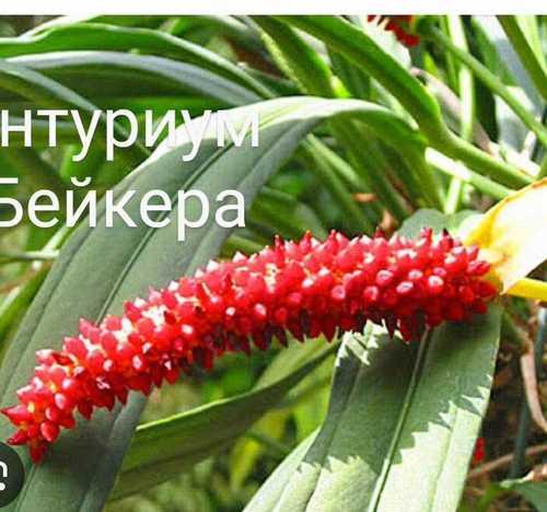 Антуриум декоративно лиственный