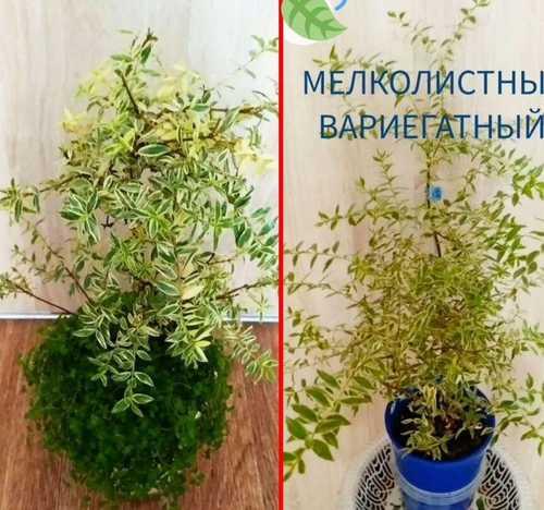 Взрослые, крупные Мирты и не только