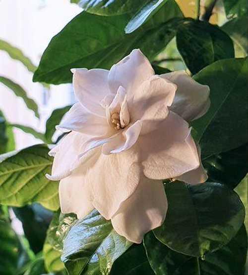 Гардения "Belmont" (Variegata)