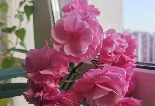 Олеандр махровый