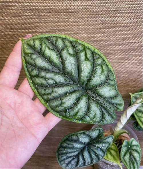 Alocasia Dragon Scale