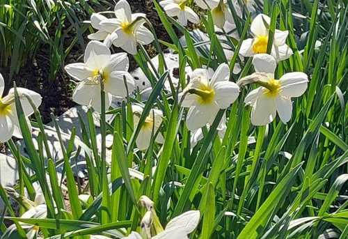 Луковицы нарциссов