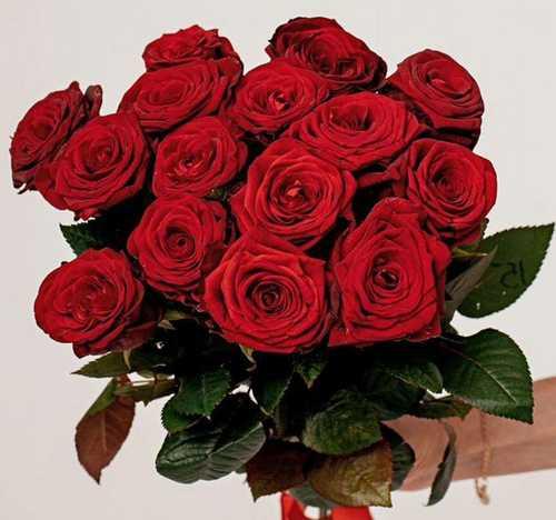 Моно букет 15 красных роз