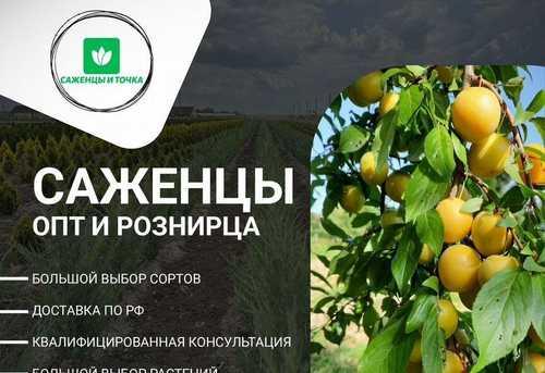 Саженцы алычи оптом и в розницу. Алыча