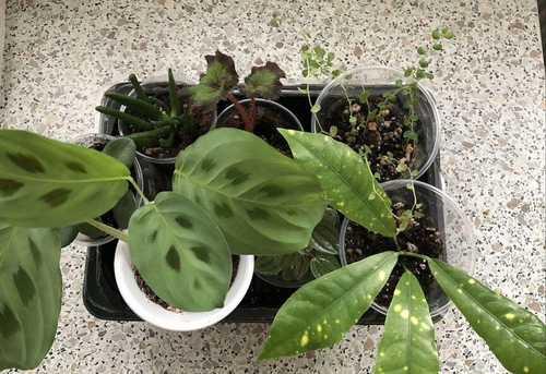 Растения разные