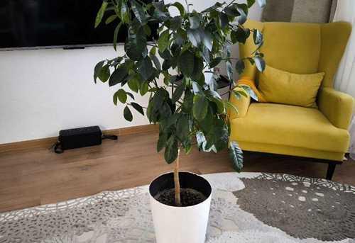 Каламондин (мандарин), плодоносное дерево