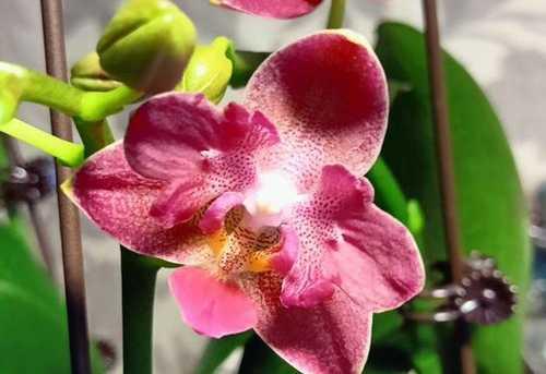 Азиатские орхидеи цветущие