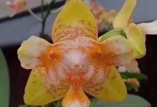 Орхидея Phal. Allura “Anmio Yellow Bat 9107”
