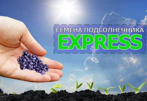 Гибриды семена подсолнечника нс Х 6054 (express)