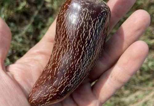 Перец острый Халапеньо шоколад семена
